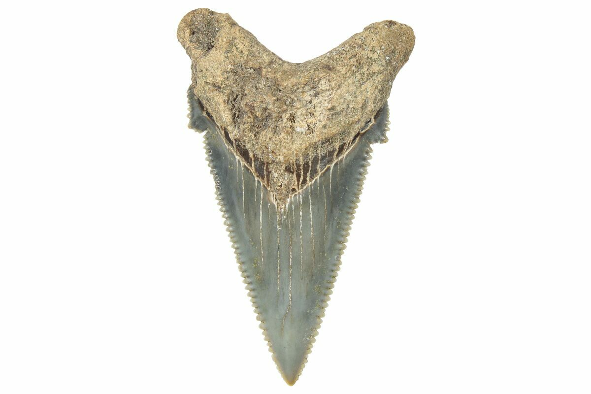 1.59" Serrated Angustidens Tooth - Megalodon Ancestor (#308040) For ...