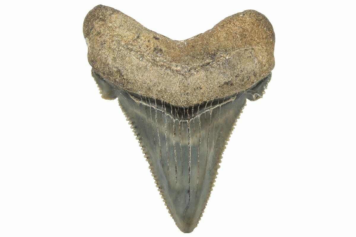 1.47" Serrated Angustidens Tooth - Megalodon Ancestor (#308045) For ...