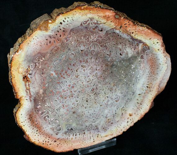 Petrified Tree Fern Slab (Tietea) - 6" (#16853) For Sale - FossilEra.com