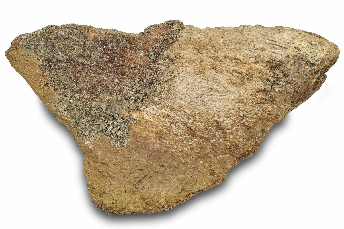 4.5" Dinosaur (Triceratops) Frill Shield Section - Montana (#307062 ...