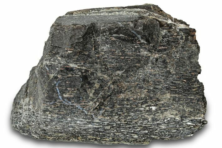 2.5" Fossil Dinosaur Bone Section - Bone Cabin Quarry, Wyoming (#309250 ...