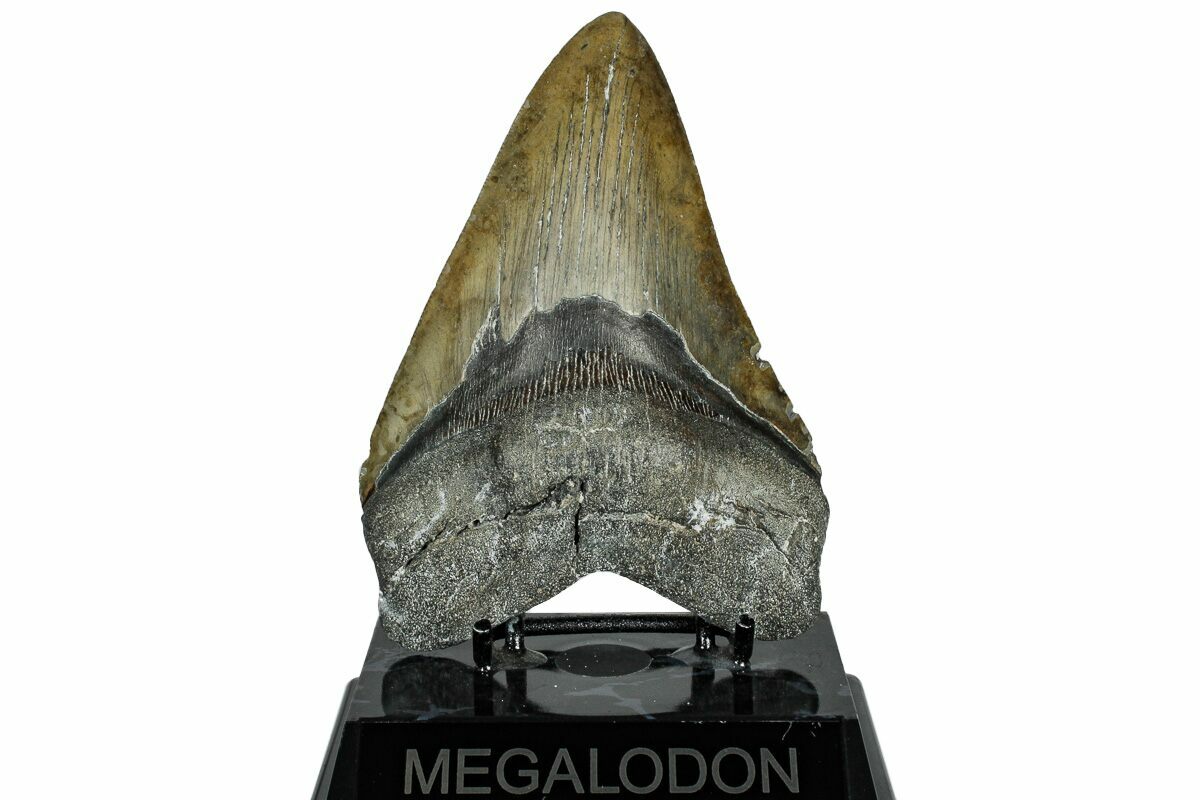 Serrated, 5.24" Fossil Megalodon Tooth - Huge NC Meg (#309467) For Sale ...
