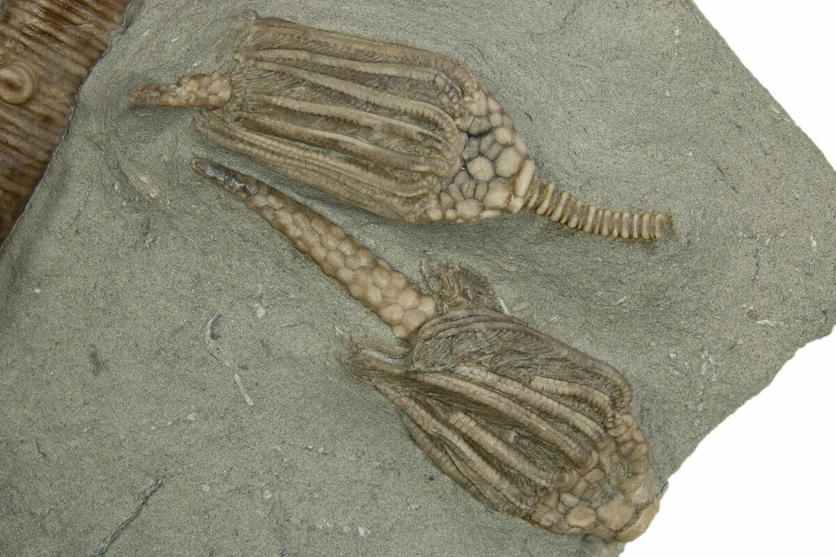 3.9" Fossil Crinoid Plate (Three Species) - Crawfordsville, Indiana ...