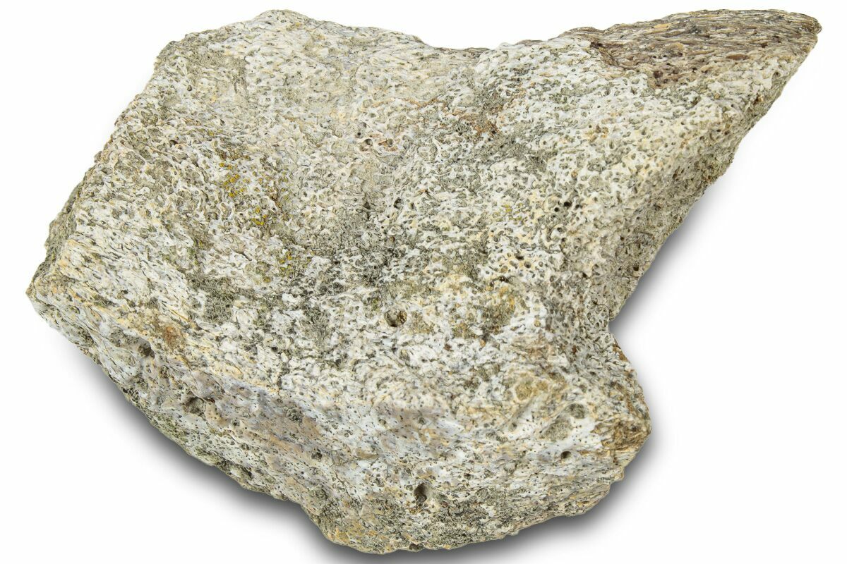 1.8" Dinosaur (Triceratops) Frill Shield Section - Montana (#310528 ...