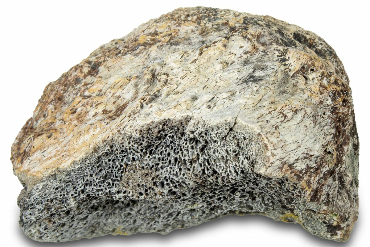 2.2" Dinosaur (Triceratops) Frill Shield Section - Montana (#310540 ...