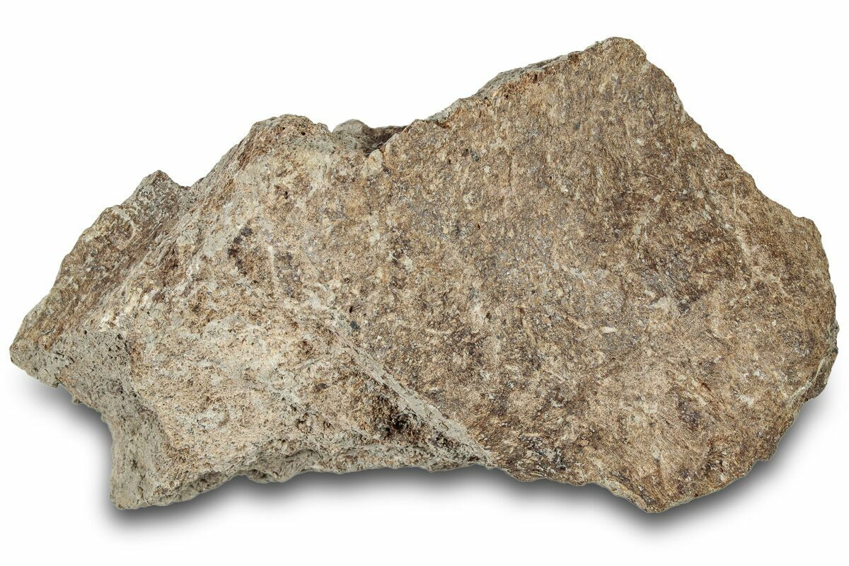 3.8" Dinosaur (Triceratops) Frill Shield Section - Montana (#310552 ...