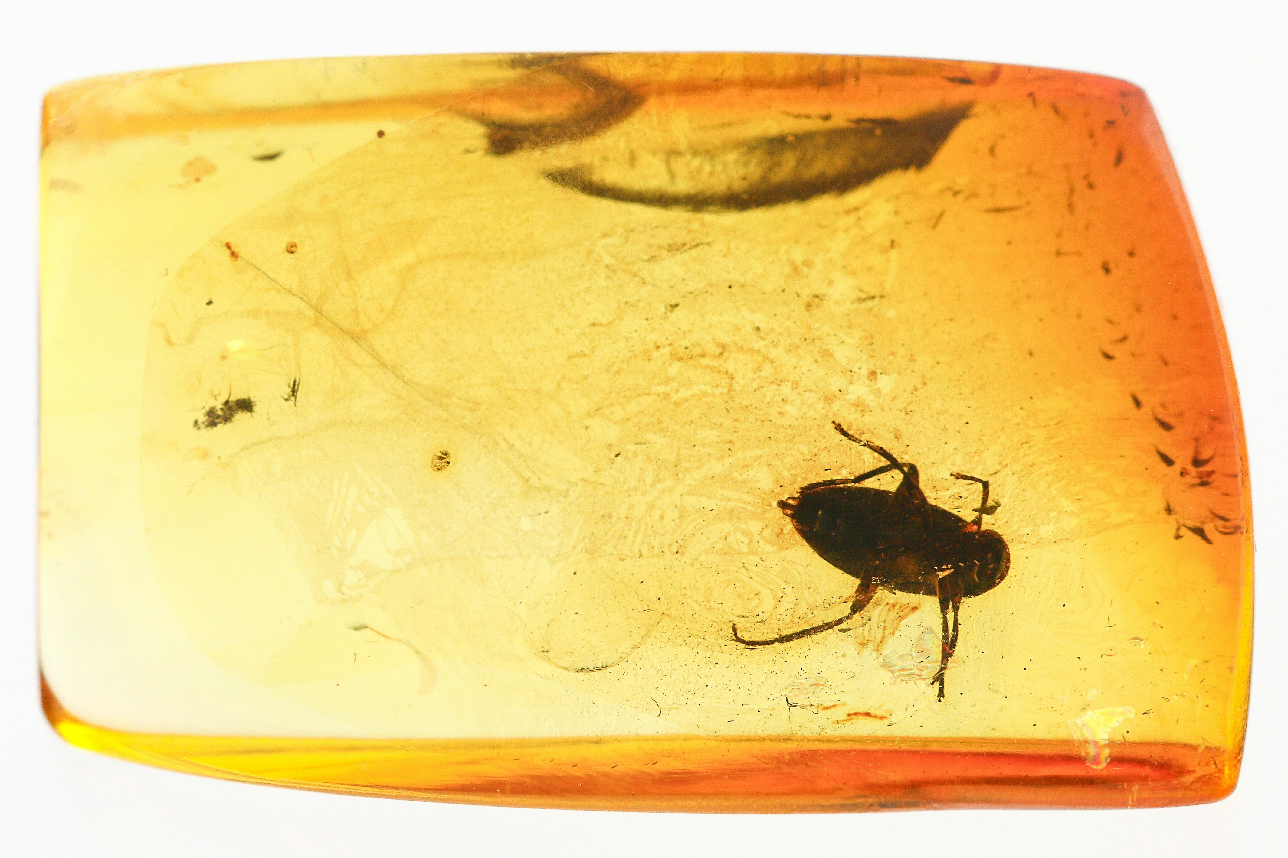 Detailed Fossil Marsh Beetle (Elodes) in Baltic Amber - Rare! (#310853 ...