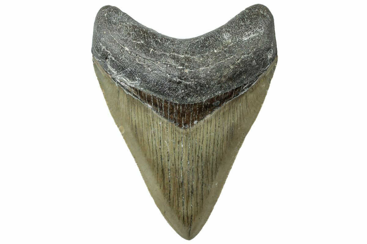 Serrated, 3.36" Fossil Megalodon Tooth - North Carolina (#311109) For ...