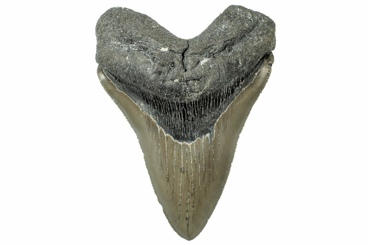 Serrated, 4.25" Fossil Megalodon Tooth - North Carolina (#311114) For ...