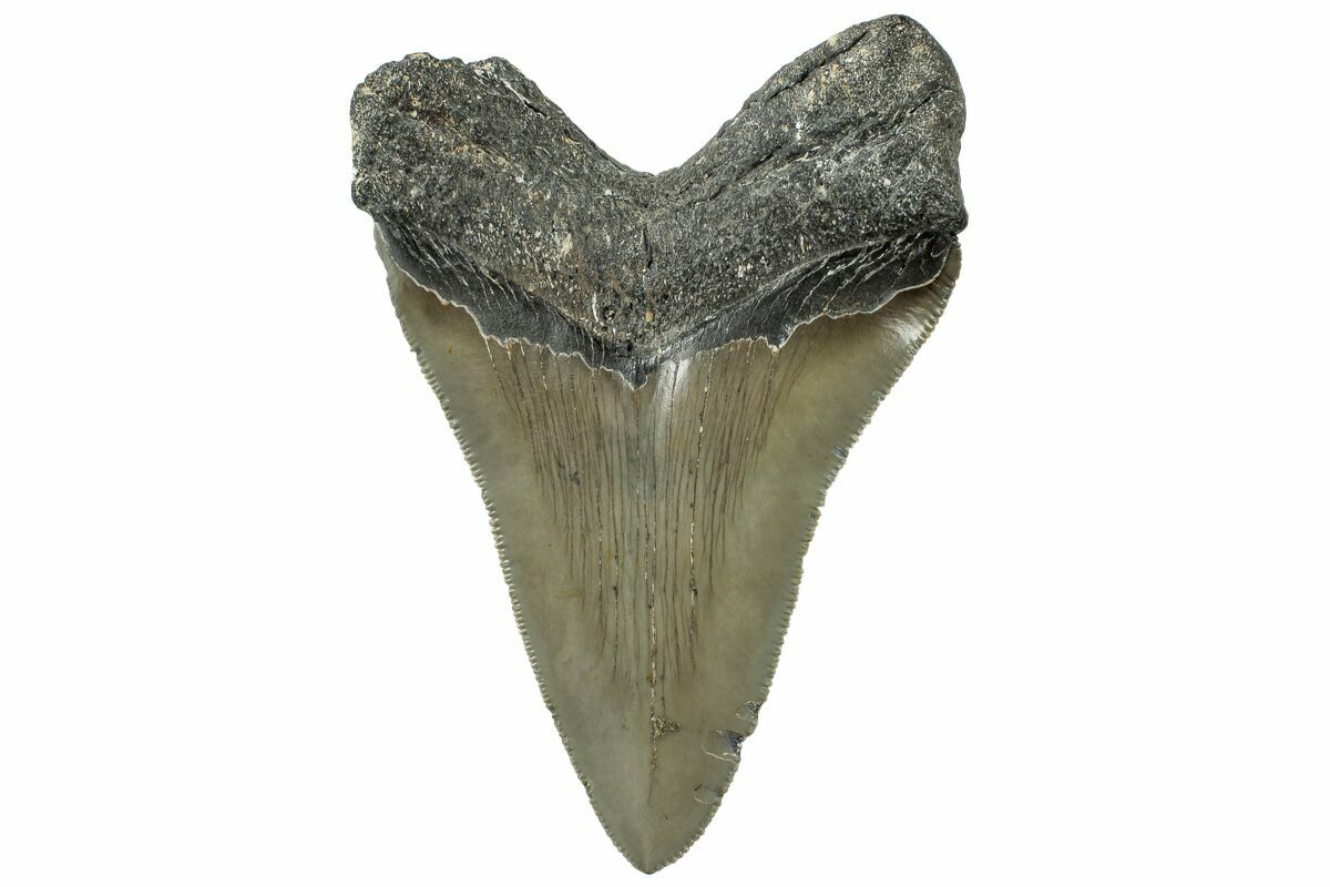 Serrated, 4.25" Fossil Megalodon Tooth - North Carolina (#311114) For ...