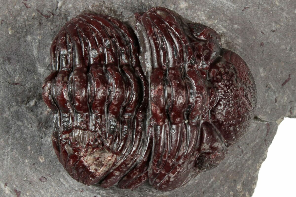 1.4" Red Morocops Trilobite - Hmar Laghdad, Morocco (#311252) For Sale ...
