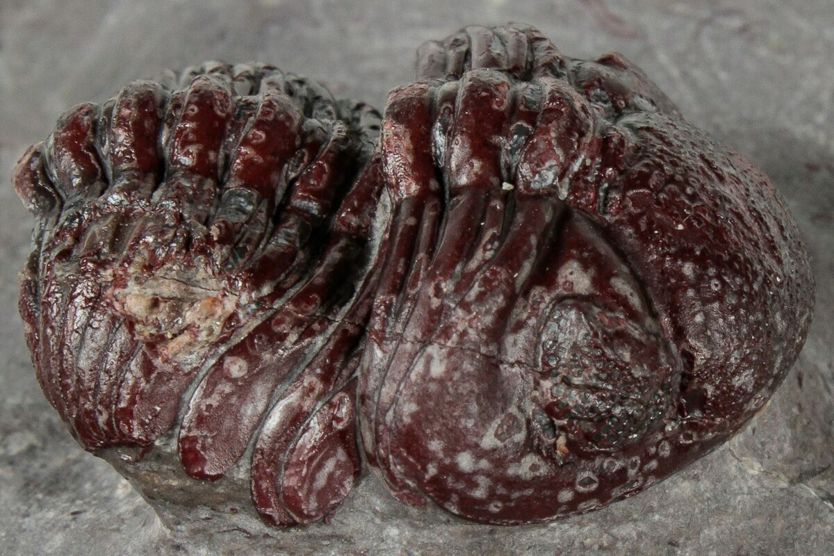 1.4" Red Morocops Trilobite - Hmar Laghdad, Morocco (#311252) For Sale ...