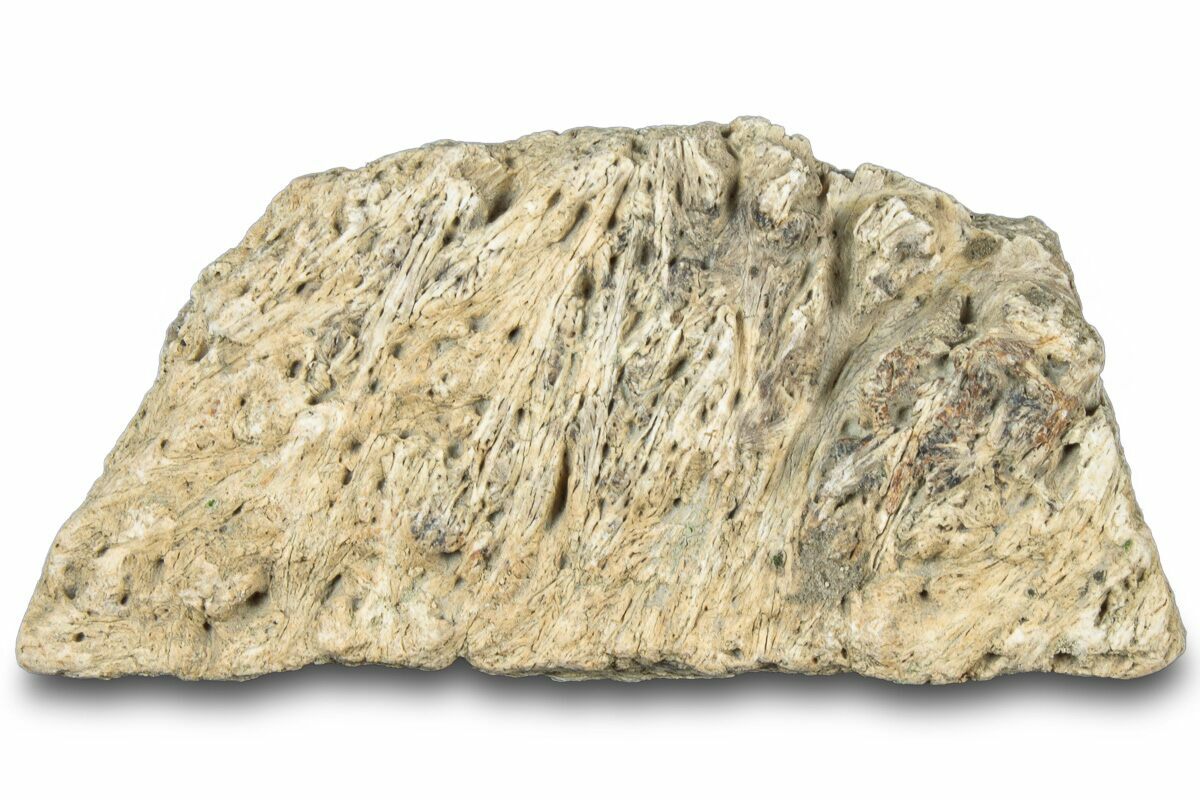 2.25" Dinosaur (Triceratops) Frill Shield Section - Montana (#312280 ...