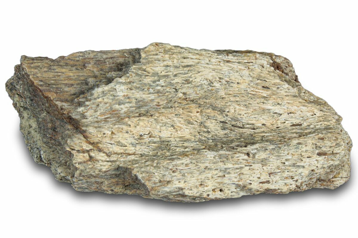 2" Dinosaur (Triceratops) Frill Shield Section - Montana (#312286) For ...