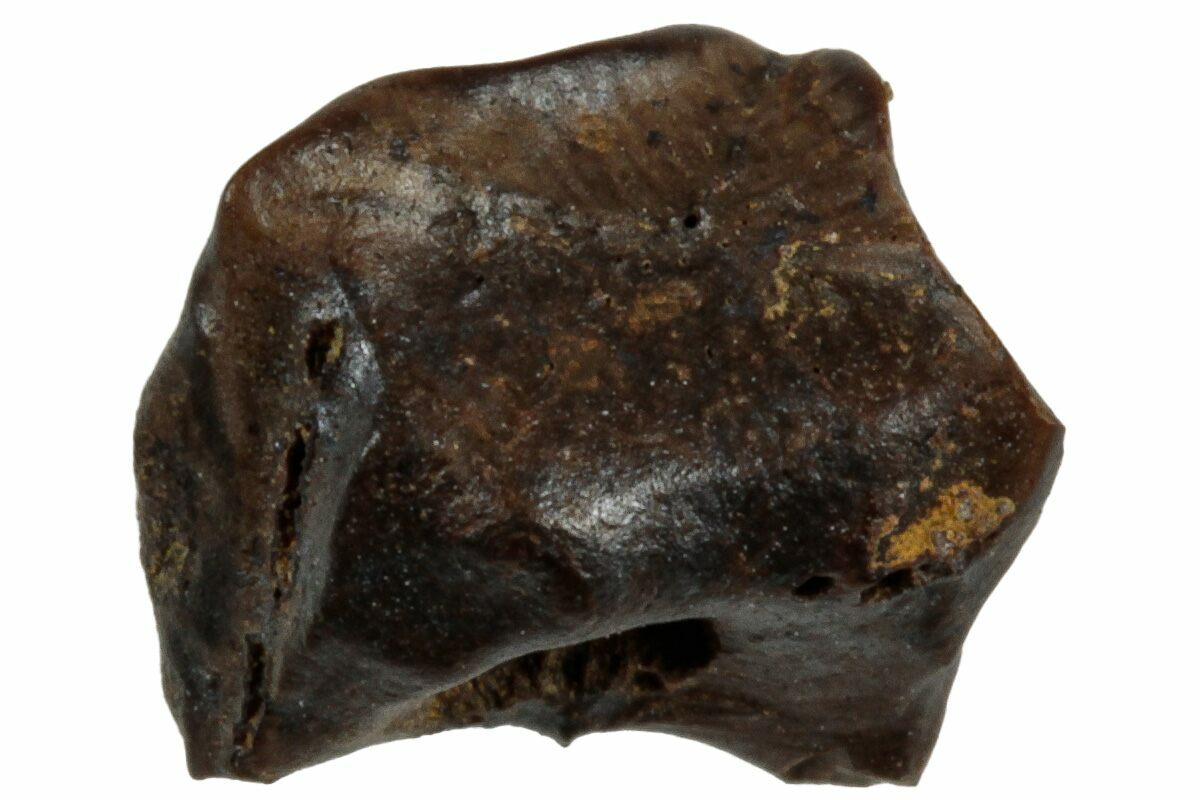 .28" Fossil Hadrosaur (Edmontosaurus) Shed Tooth - Wyoming (#312556 ...