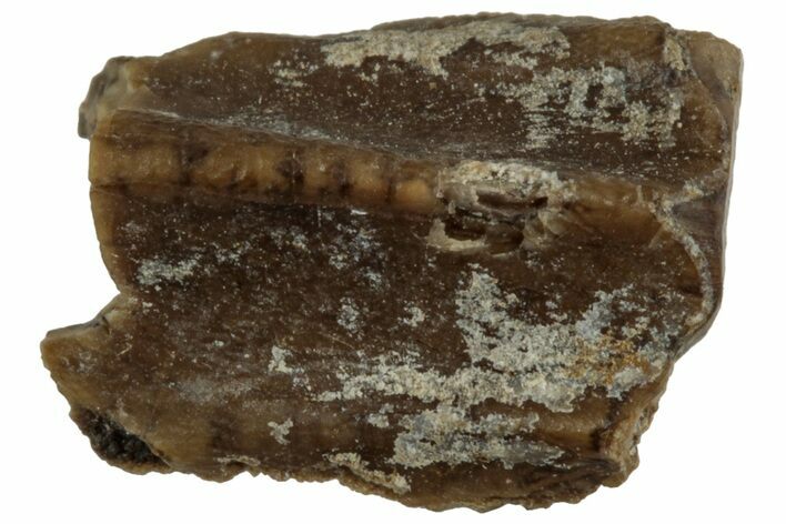 .39" Fossil Hadrosaur (Edmontosaurus) Shed Tooth - Wyoming (#312558 ...