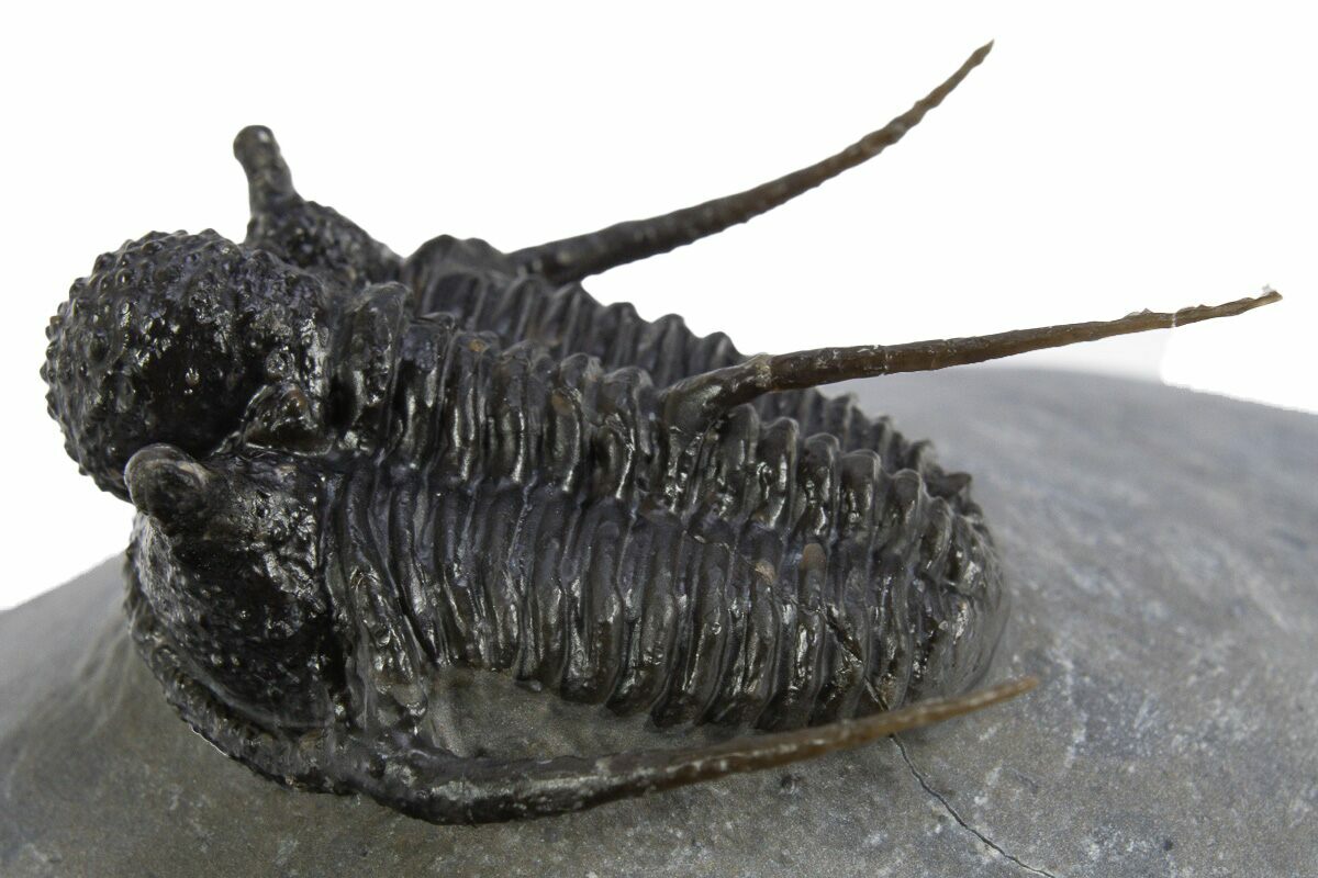 1.3" Beautiful Spiny Cyphaspis Trilobite - Morocco (#312719) For Sale ...