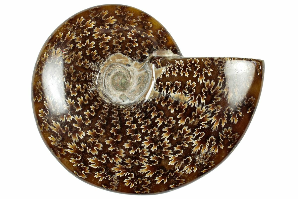 4.25" Polished Cretaceous Ammonite (Cleoniceras) Fossil - Madagascar ...