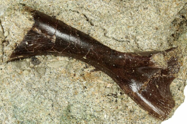 2.15" Cretaceous Fossil Turtle Bone in Rock - Judith River Formation ...