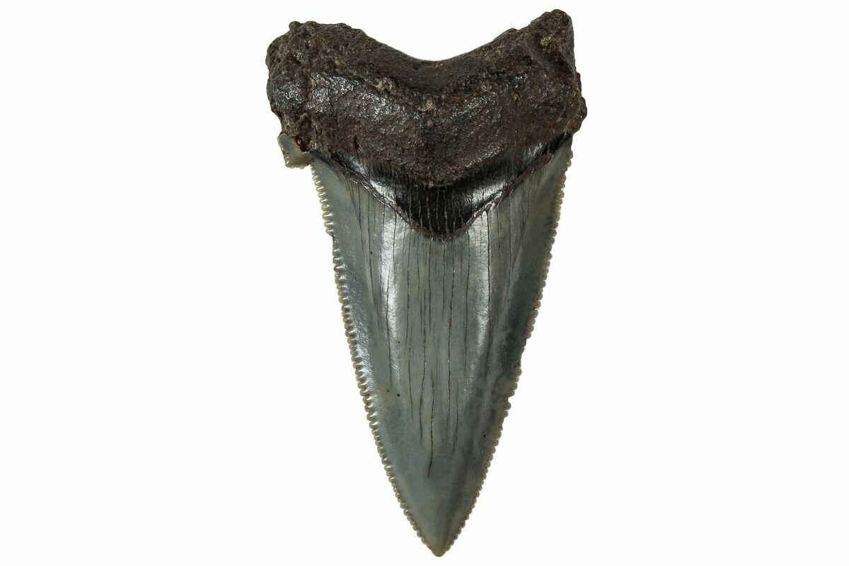 2.03" Serrated Angustidens Tooth - Megalodon Ancestor (#313623) For ...