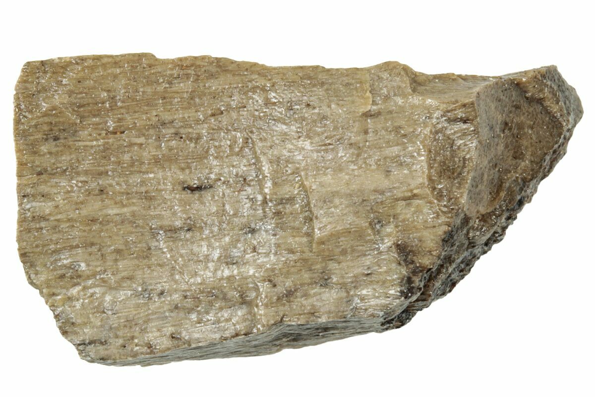 1" Fossil Tyrannosaur (T. rex) Bone Section - Wyoming (#314128) For ...
