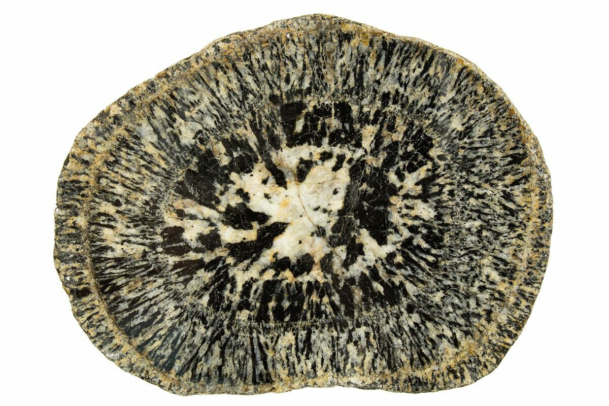 4.1" Polished Orbicular Granite Section - Western Australia (#314222 ...