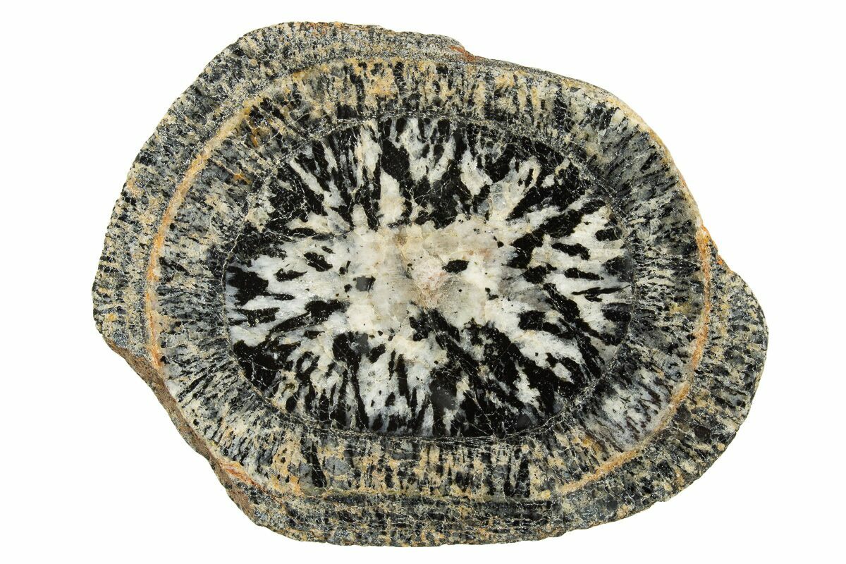 4.05" Polished Orbicular Granite Section - Western Australia (#314229 ...