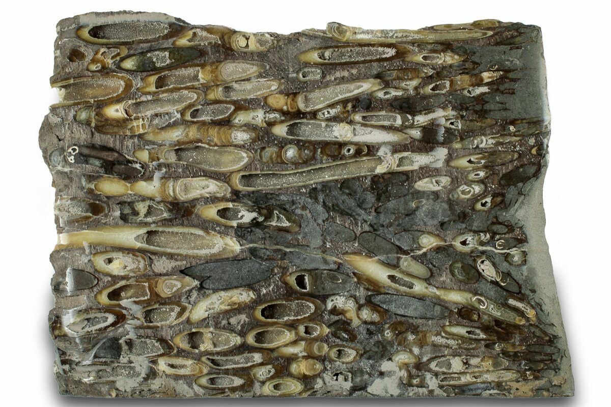 4.35" Polished Fossil Teredo (Shipworm Bored) Wood - England (#314524 ...