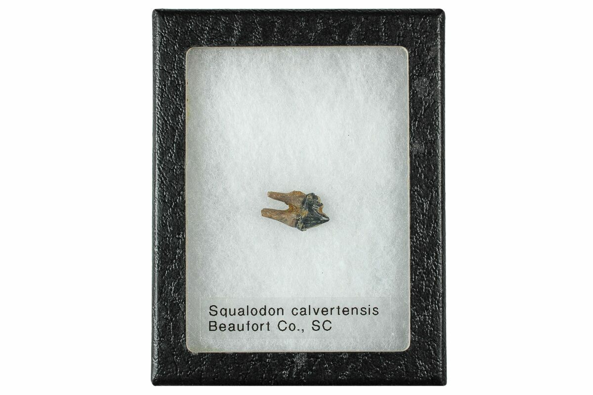 .80" Fossil Squalodon Whale Tooth - South Carolina (#314670) For Sale ...