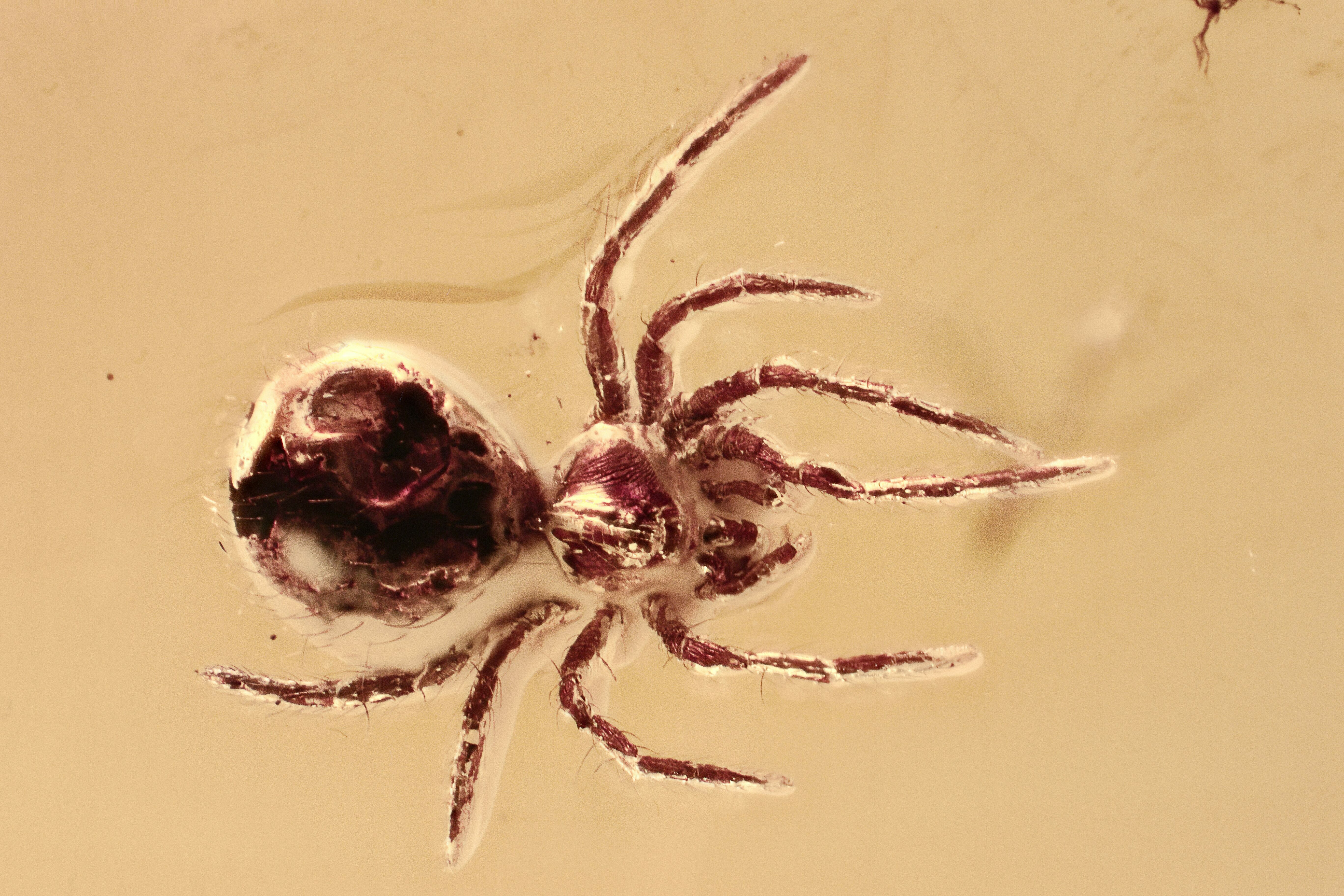 Detailed Fossil Spider (Araneae) In Baltic Amber (#315345) For Sale ...