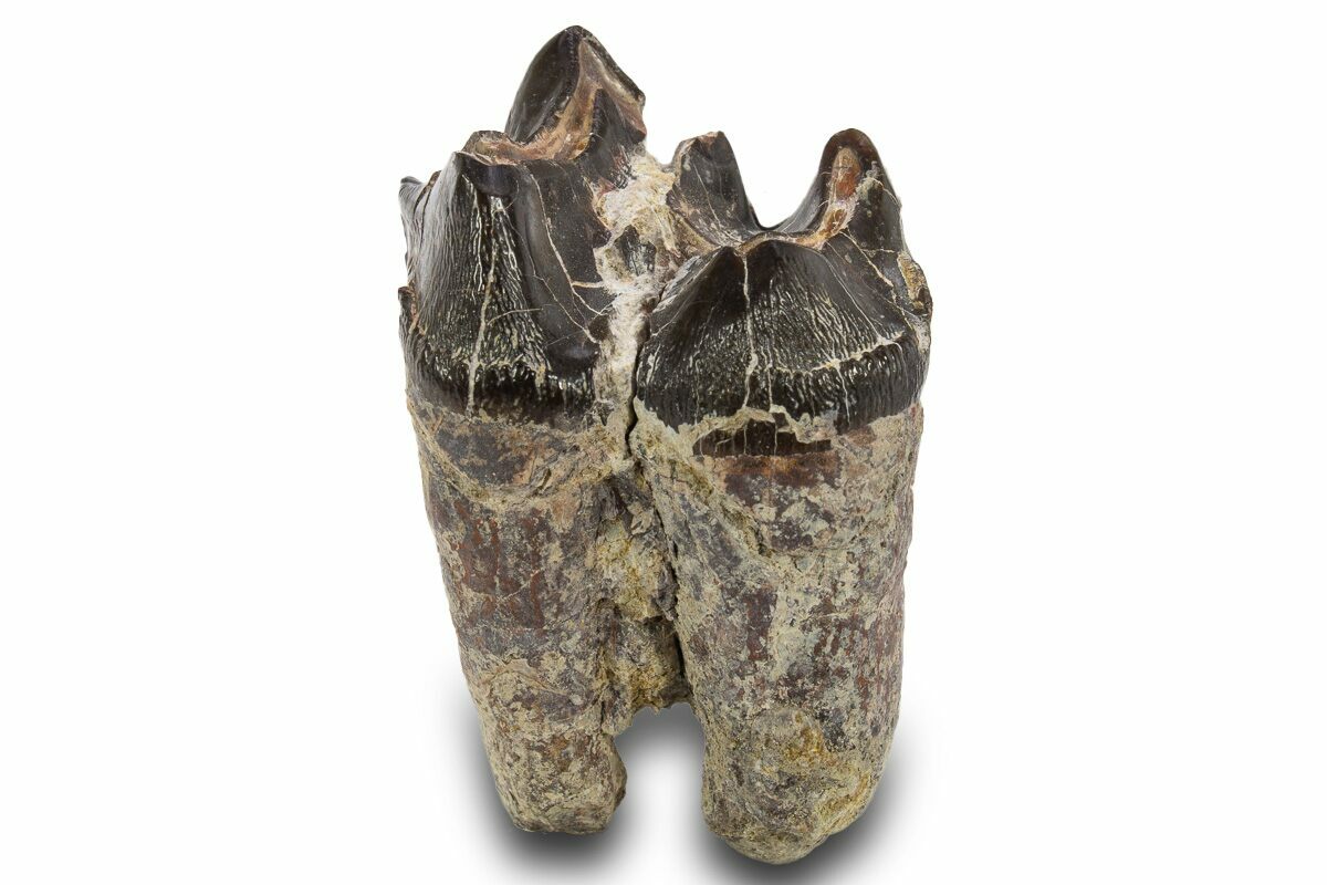 2" Fossil Eocene Coryphodon Mammal Tooth - Wyoming (#316448) For Sale ...