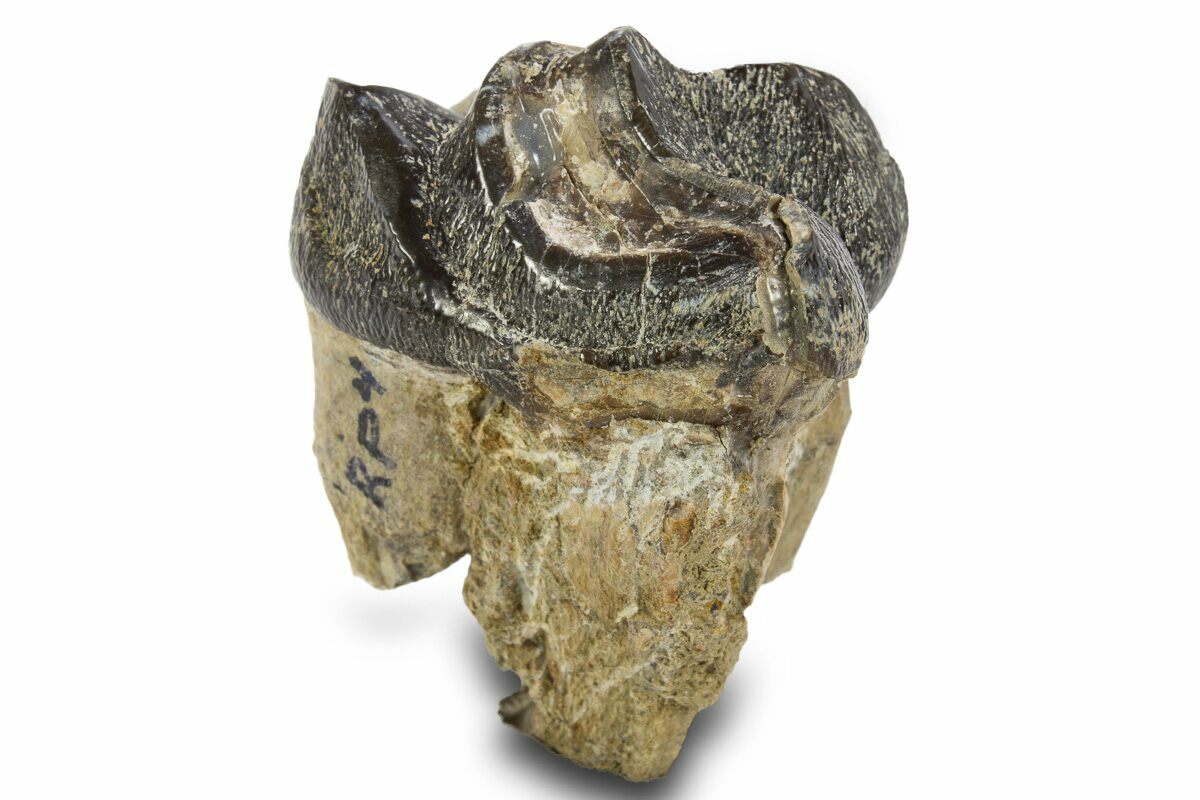 1.5" Fossil Eocene Coryphodon Mammal Tooth - Wyoming (#316452) For Sale ...