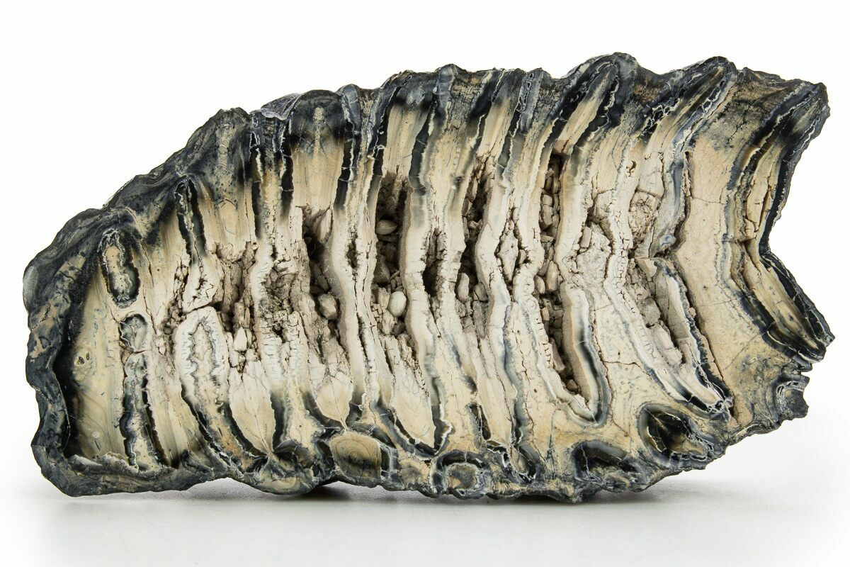 4.8" Polished Mammoth Molar Slice - South Carolina (#316531) For Sale ...