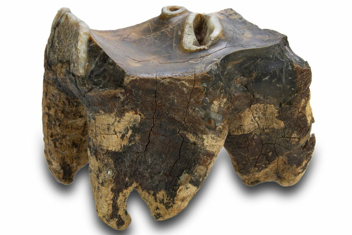 2 2 Fossil Woolly Rhino Coelodonta Tooth Siberia 316639 For