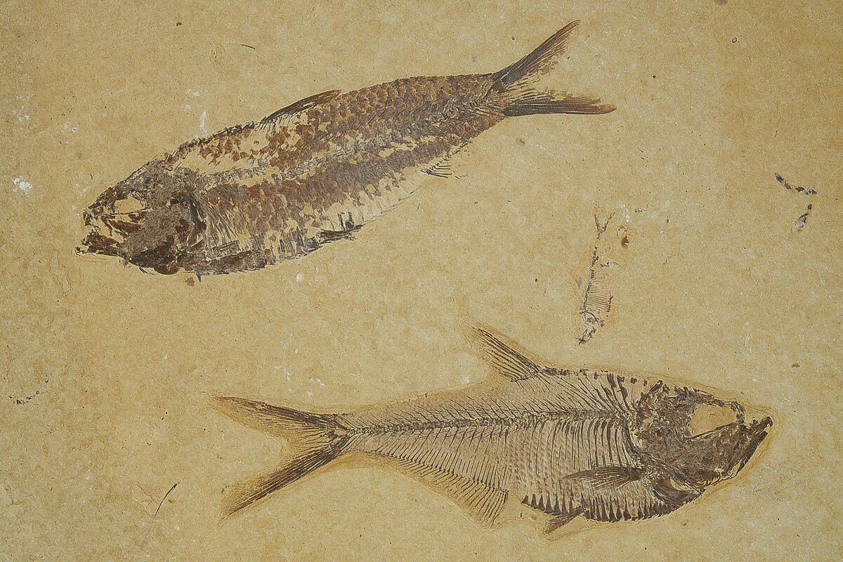 17.5" Fossil Fish Mortality Plate (Diplomystus & Knightia) - Wyoming ...