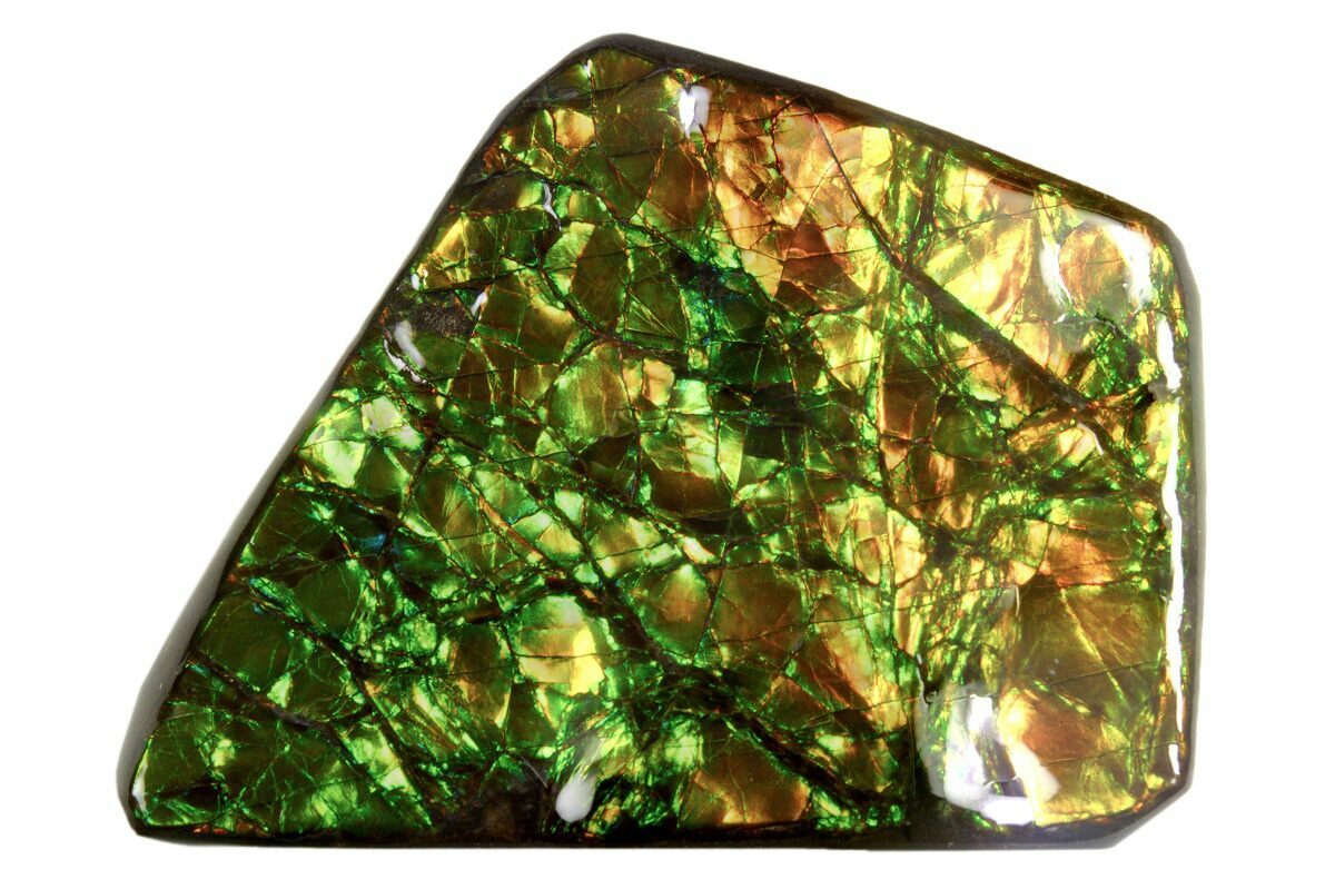 1.45" Iridescent Ammolite (Fossil Ammonite Shell) - Alberta (#316766 ...