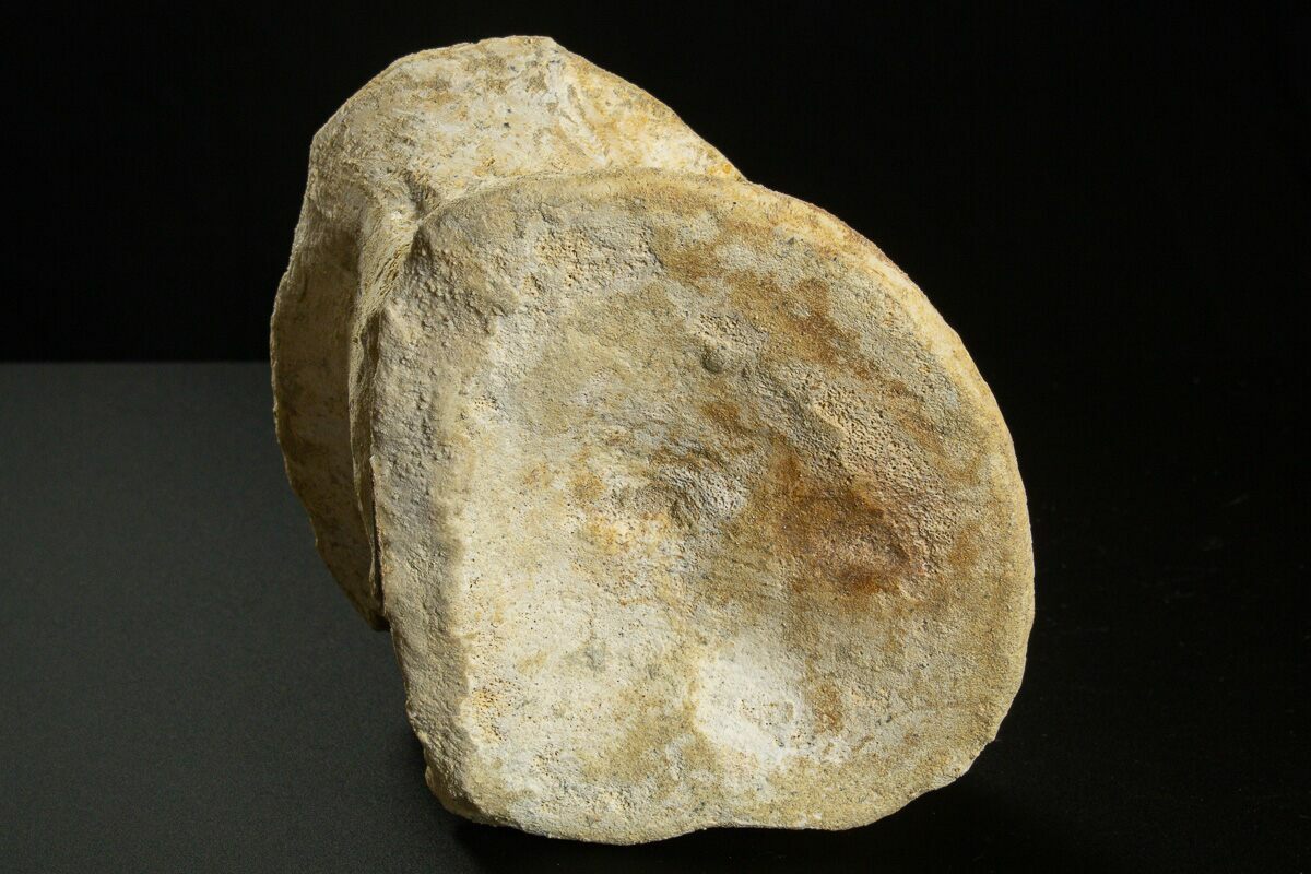 4" Fossil Plesiosaur (Zarafasaura) Vertebra - Morocco (#317012) For ...
