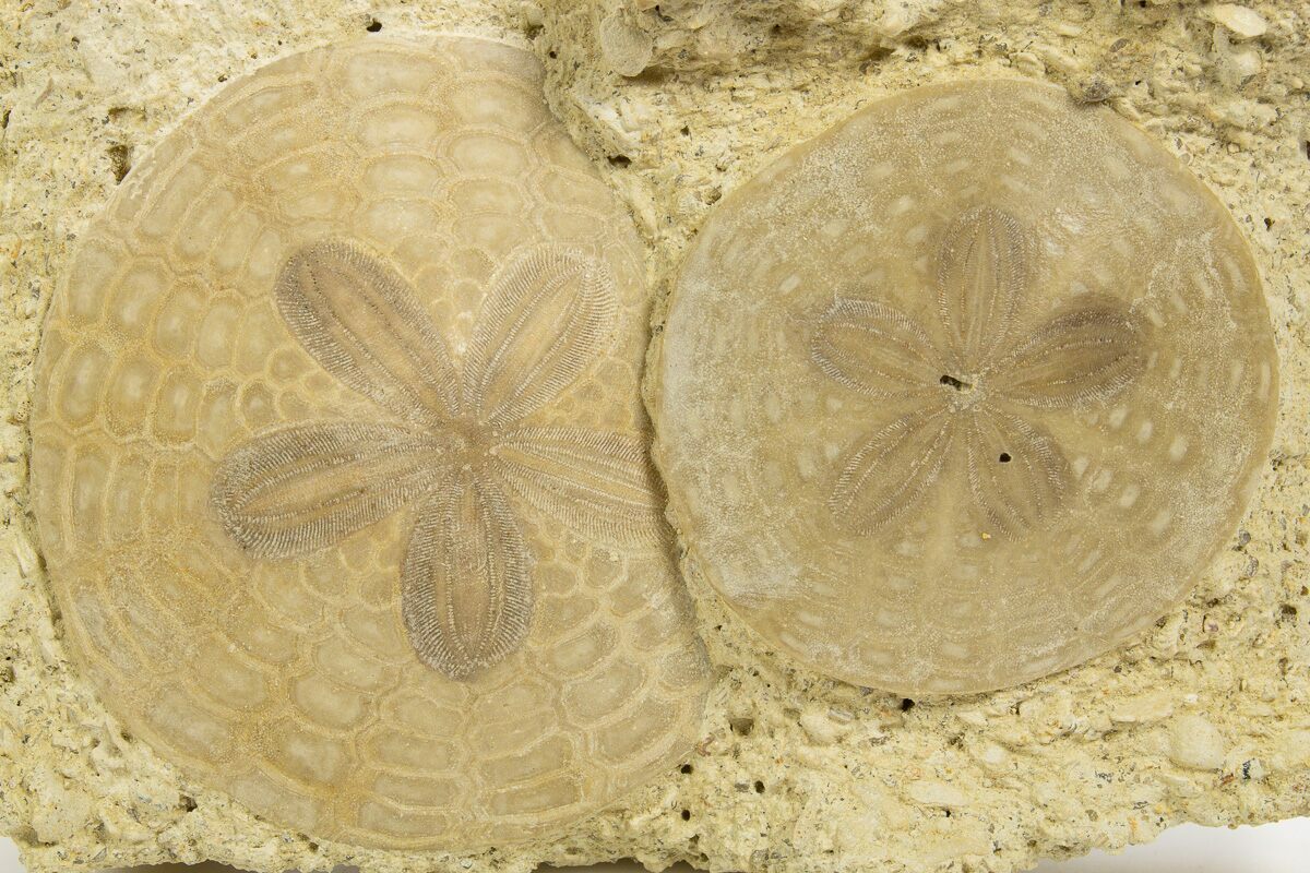 Two Fossil Sand Dollars (Scutella) - France (#317717) For Sale - FossilEra.com