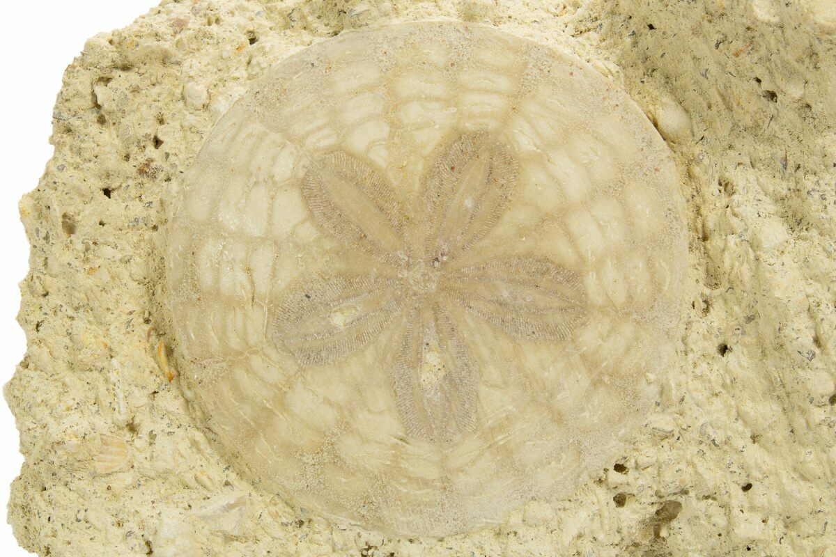 2.5" Fossil Sand Dollar (Scutella) - France (#317720) For Sale - FossilEra.com