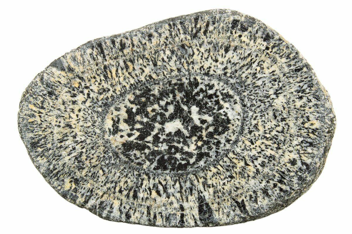 4.5" Polished Orbicular Granite Section - Western Australia (#317971 ...