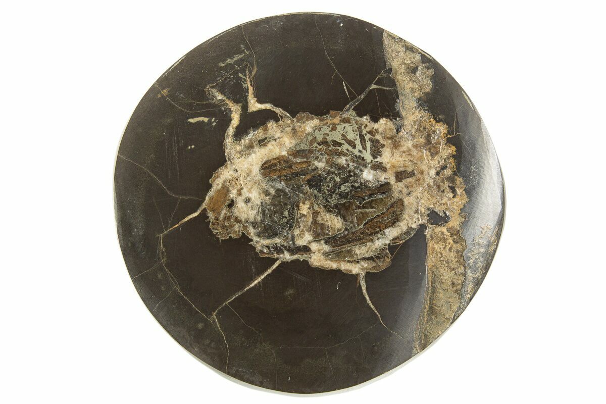 2.25" Polished Fish Coprolite (Fossil Poo) Nodule Half - Scotland ...