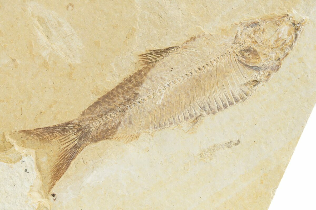 7" Plate of Two Fossil Fish (Knightia) - Wyoming (#318475) For Sale ...