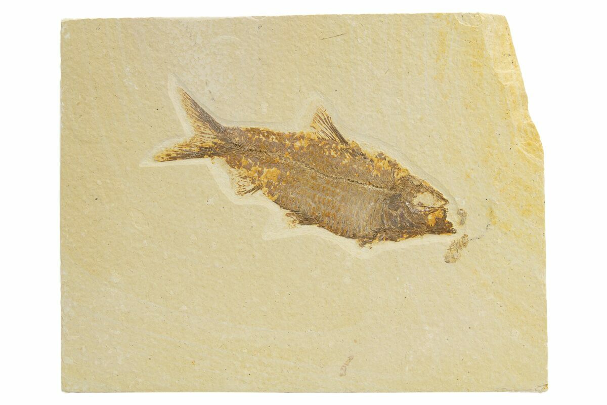 4.1" Detailed Fossil Fish (Knightia) - Wyoming (#318581) For Sale ...