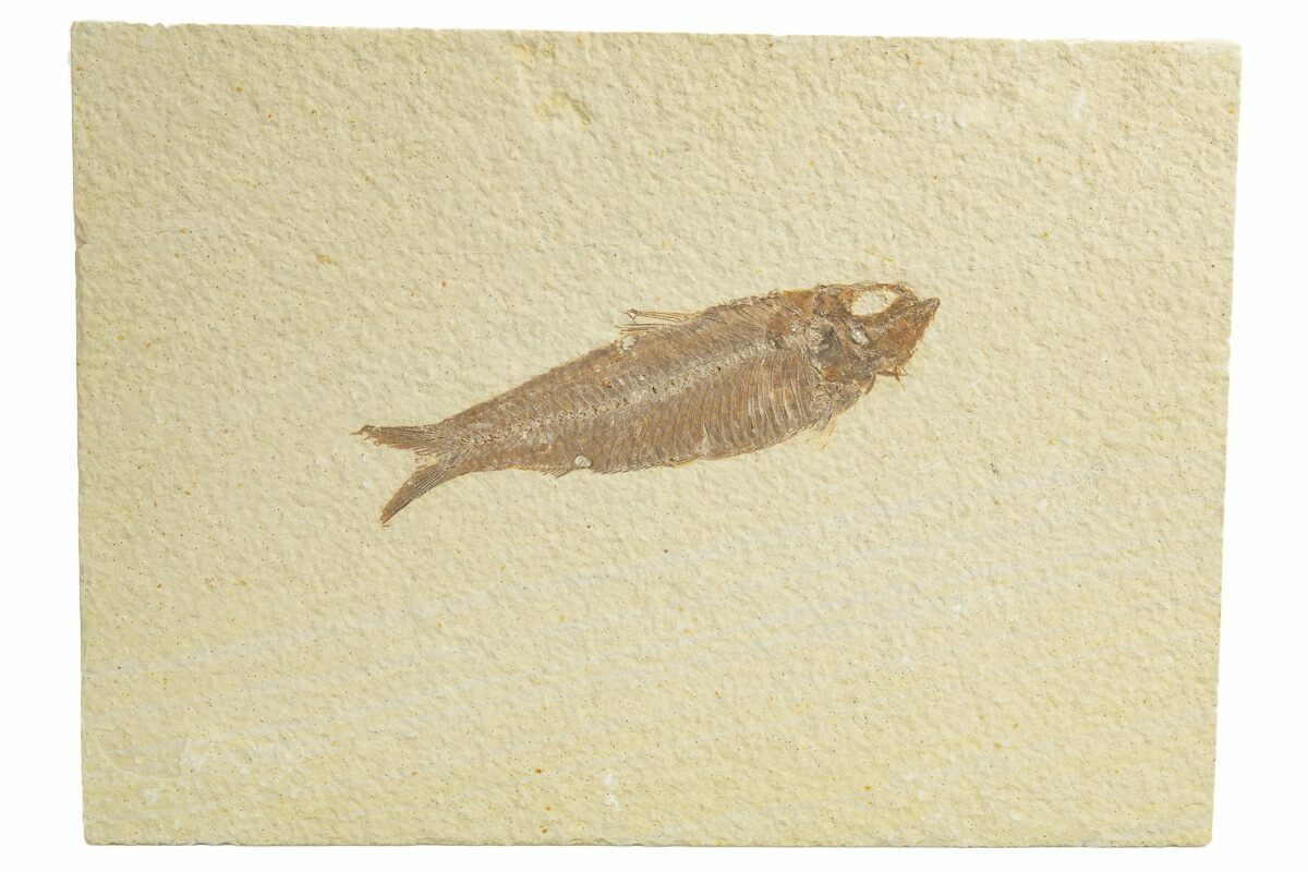 3.5" Detailed Fossil Fish (Knightia) - Wyoming (#318682) For Sale ...