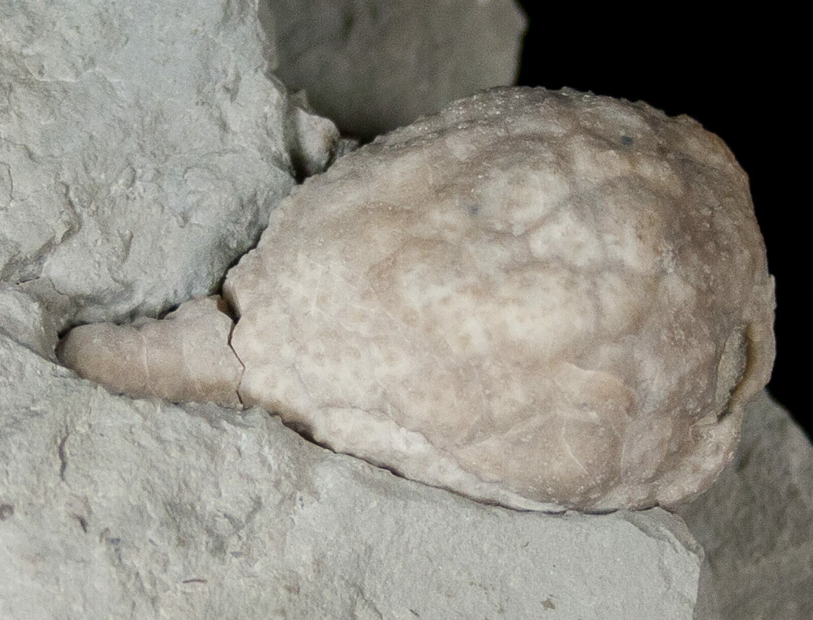 3D Cystoid (Holocystites) Fossil - Indiana (#17275) For Sale ...