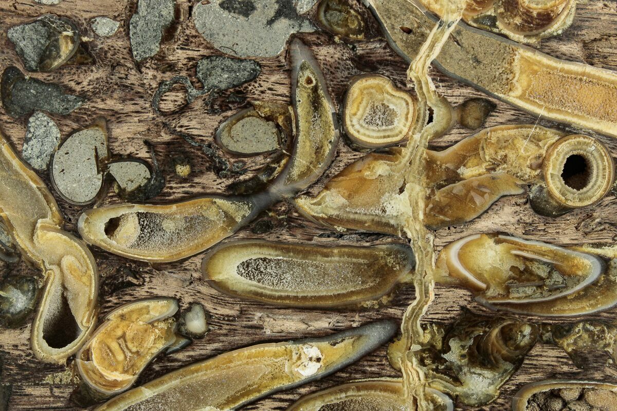 3.9" Polished Fossil Teredo (Shipworm Bored) Wood - England (#319155 ...