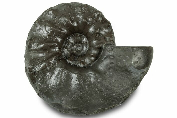 3.2" Triassic Ammonite (Ceratites praenodosus) Fossil - Germany ...