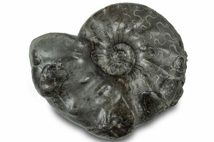 4.35" Triassic Ammonite (Ceratites sublaevigatus) Fossil - Germany ...