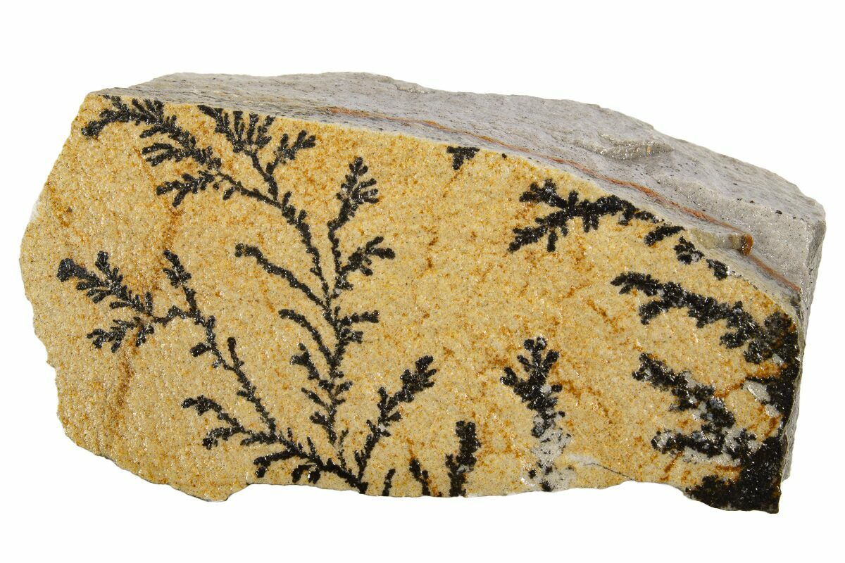 3.6" Dendrites On Limestone - Utah (#319080) For Sale - FossilEra.com
