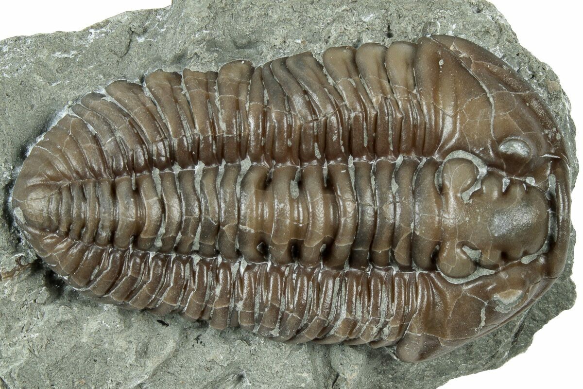 1.3" Prone Flexicalymene Trilobite - Ohio (#319122) For Sale ...